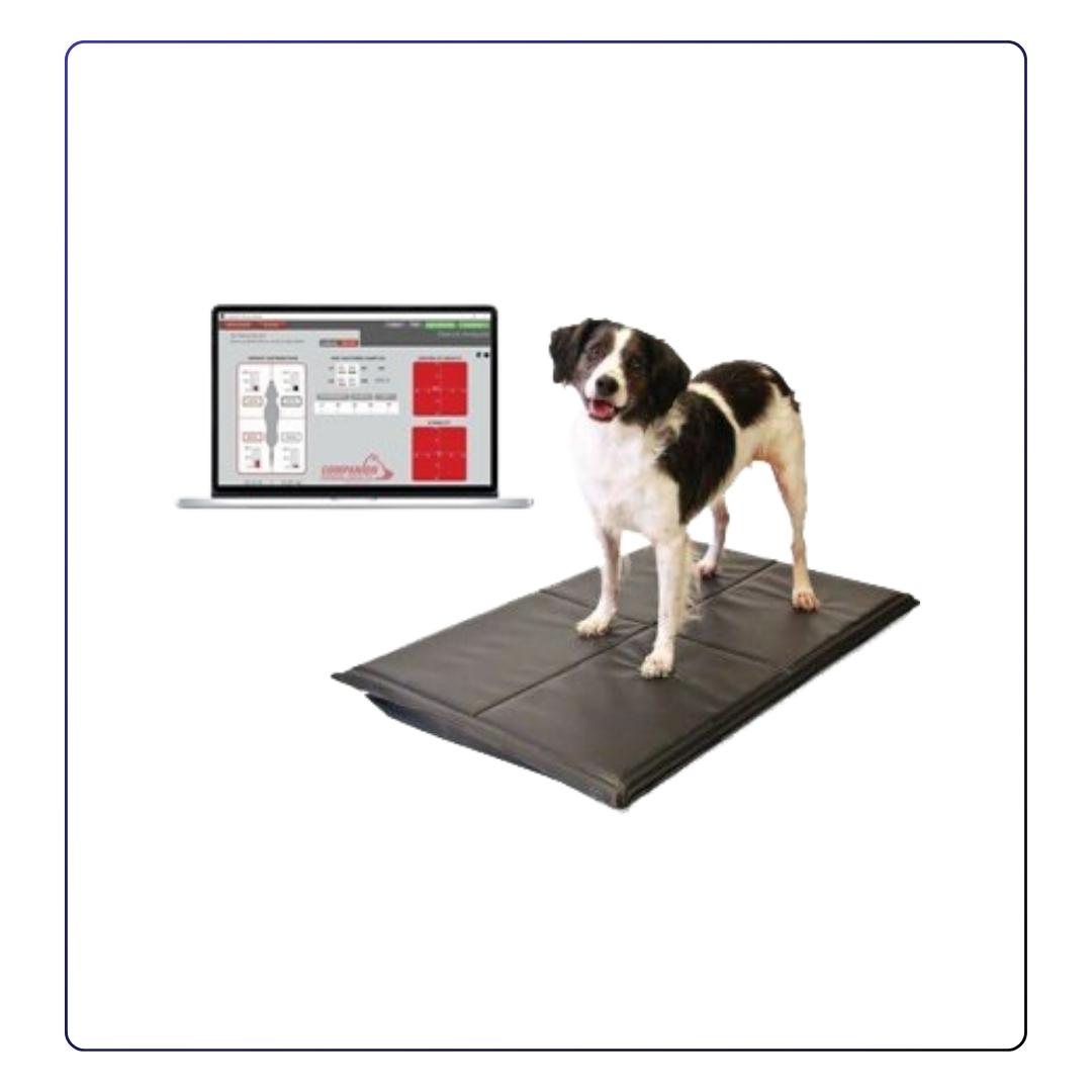 Stance Analyzer | Smart Vets UAE