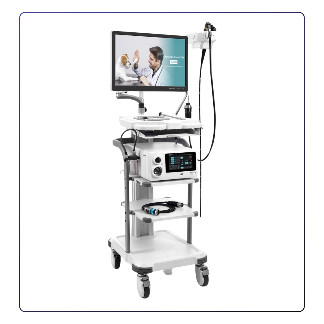 Procedure & Care | Smart Vets UAE